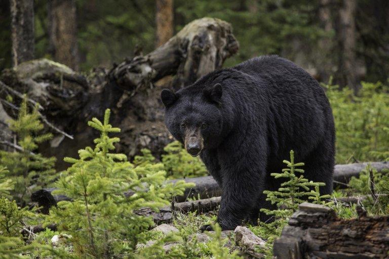 Bear Encounter: Tips for Trail Runners | RunnerClick